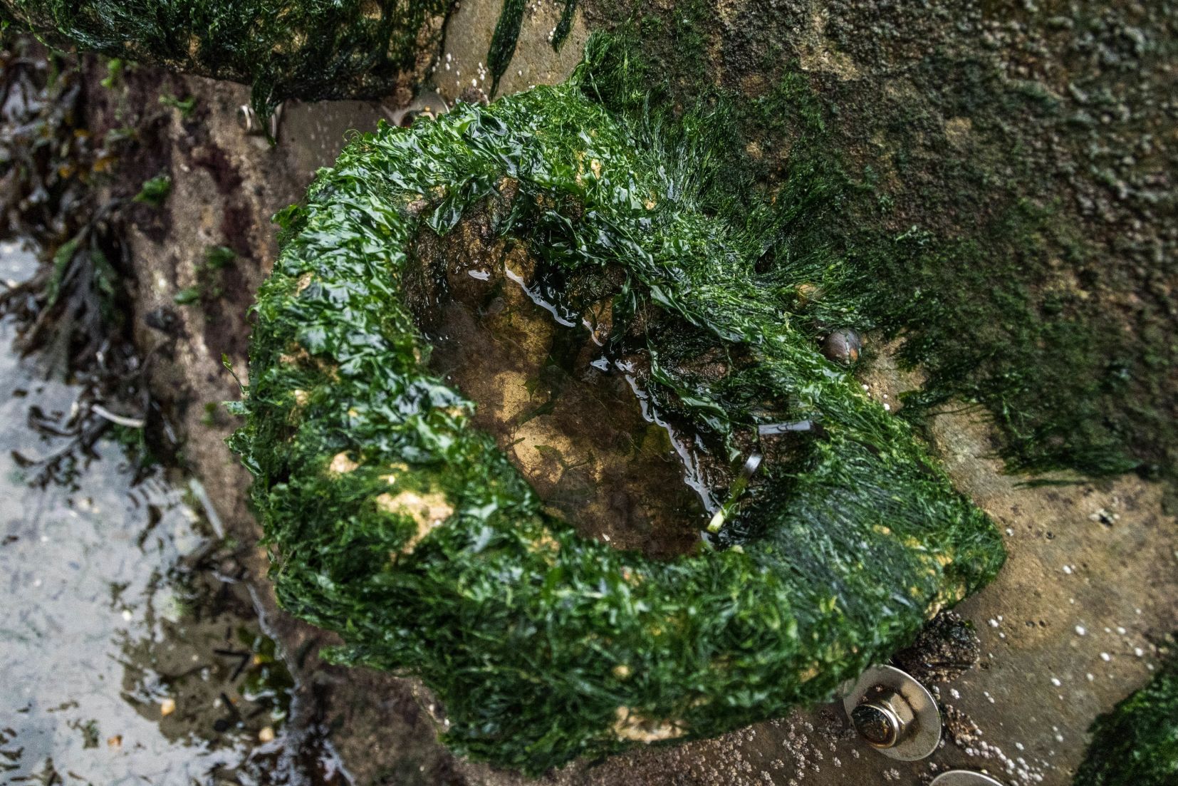 Can artificial rockpools provide a new habitat?